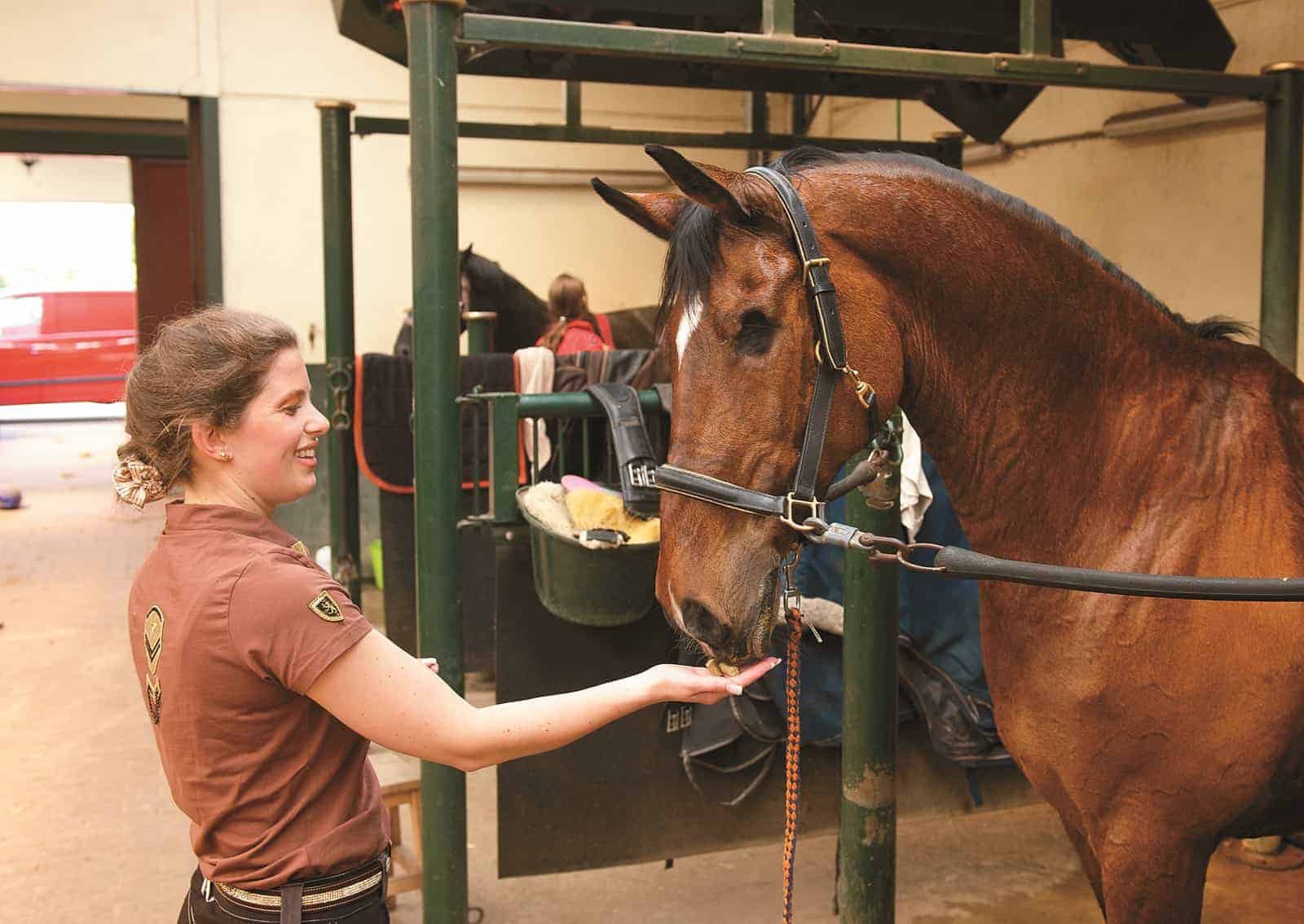 What to Expect with Standing Enucleations – The Horse