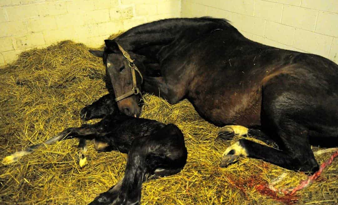 During and After Foaling: What To Expect – The Horse