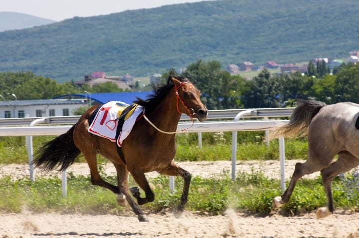 Understanding Automatism in Performance Horses – The Horse