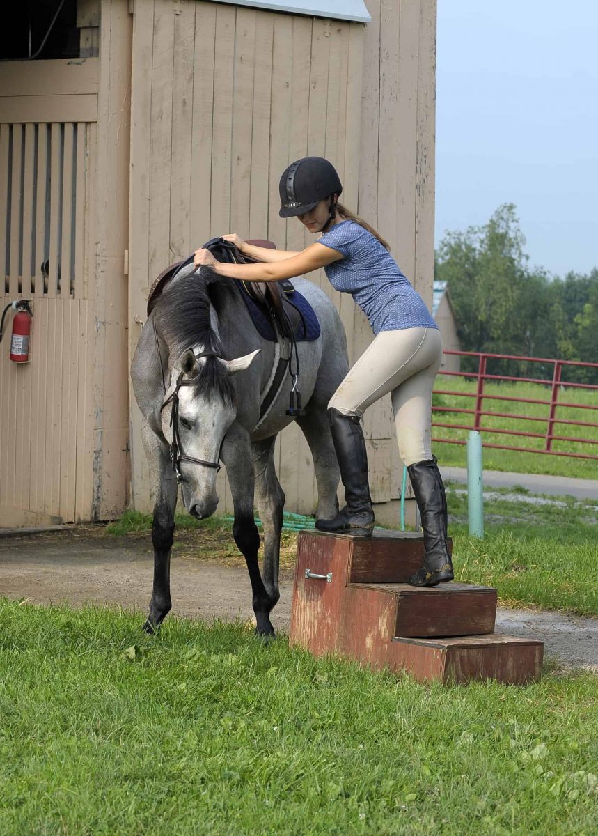 Pain and Abnormal Behavior in Horses – The Horse