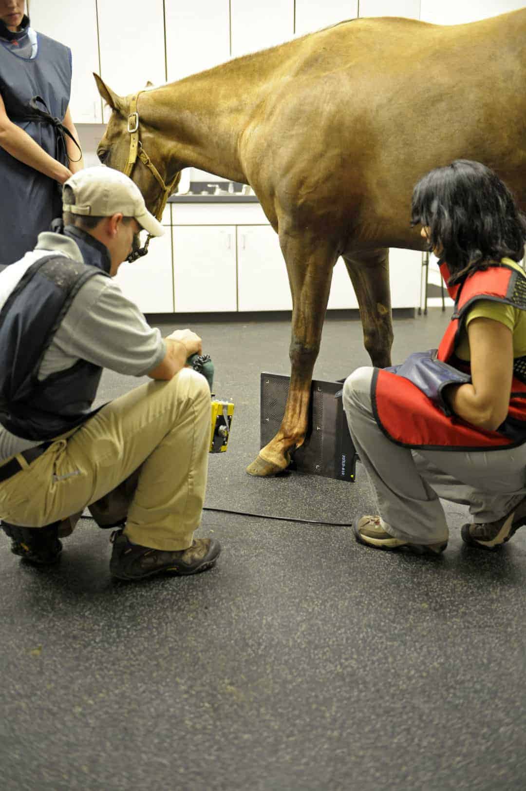 What Diagnostic Imaging Reveals About a Horse – The Horse