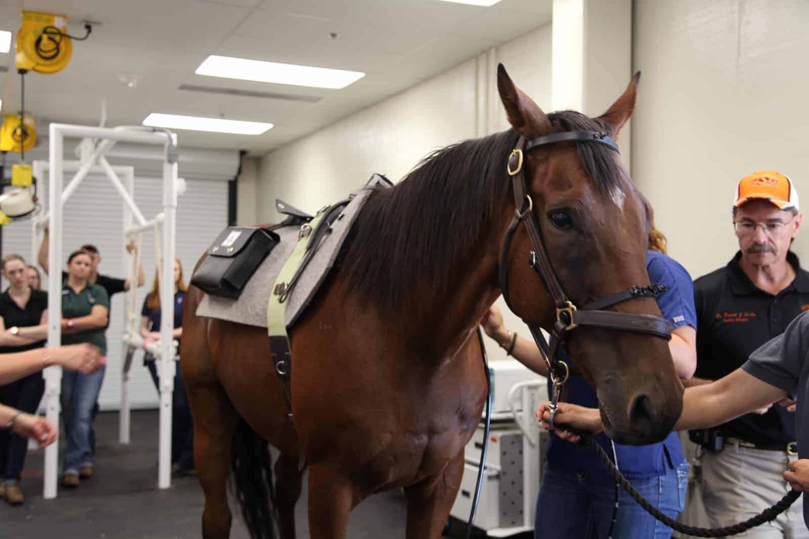 OSU Veterinary Hospital Acquires a Dynamic Respiratory Scope – The Horse