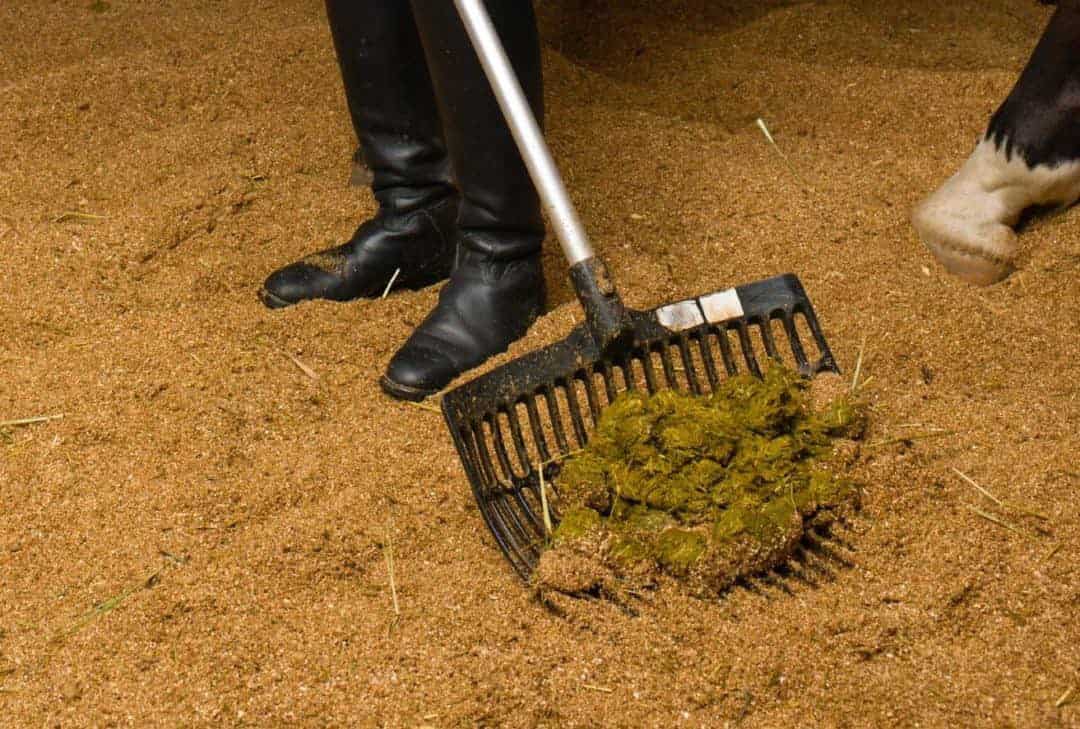 Summer Sores in Horses: Causes, Clinical Signs, and Diagnostics – The Horse