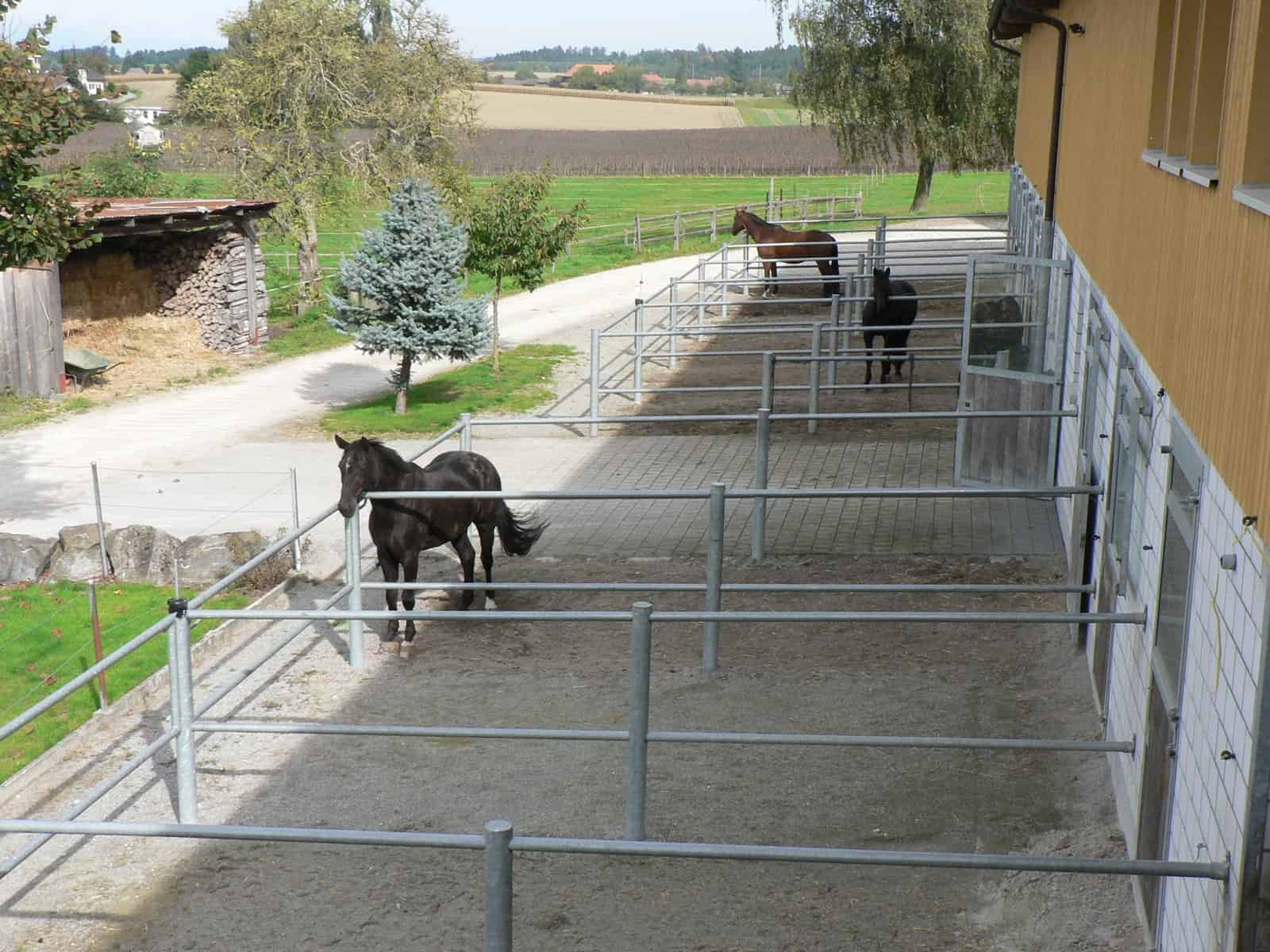 Swiss Researcher Shares Equine Welfare Innovations – The Horse