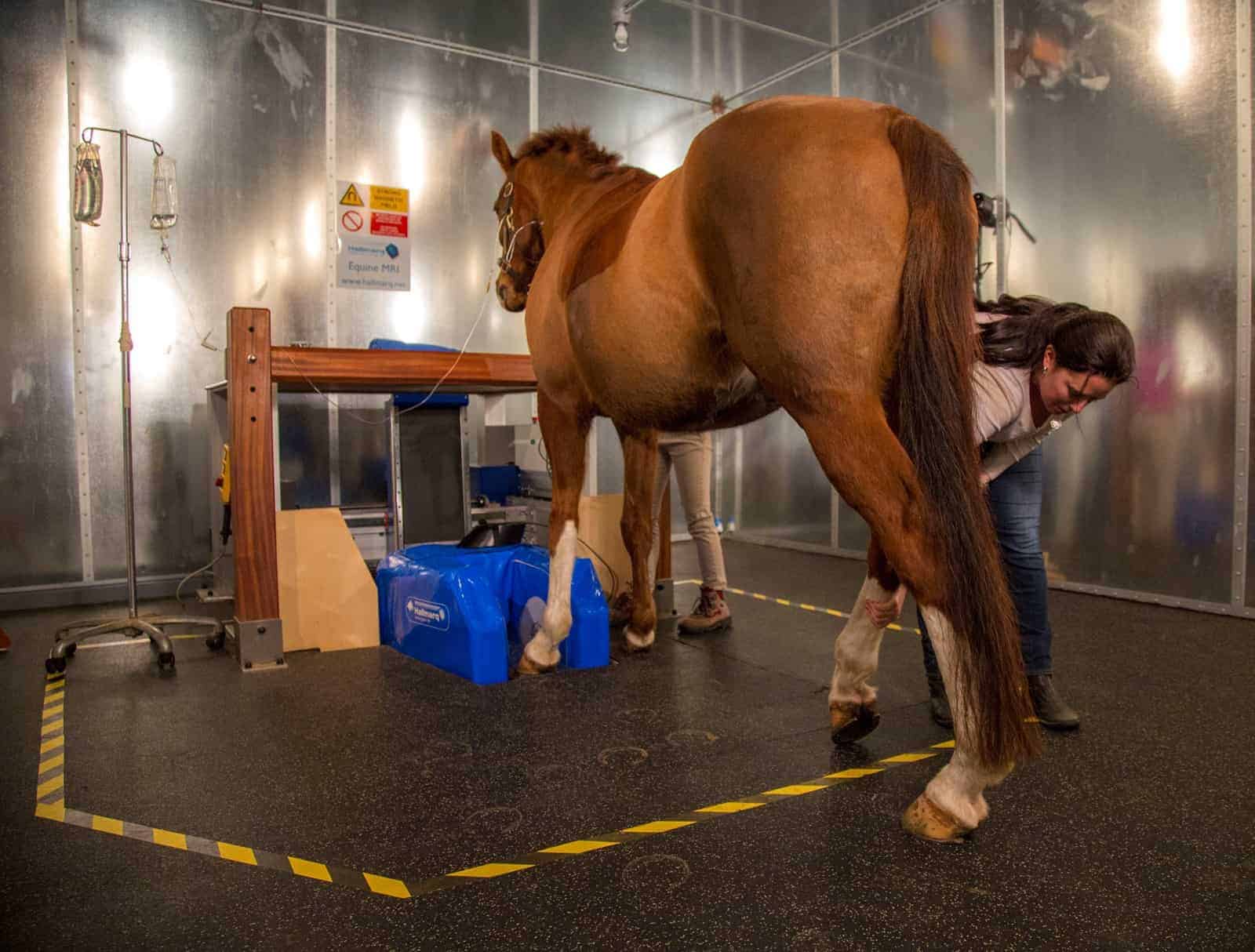Equine Standing MRI Now Operating Opposite Belmont Park – The Horse