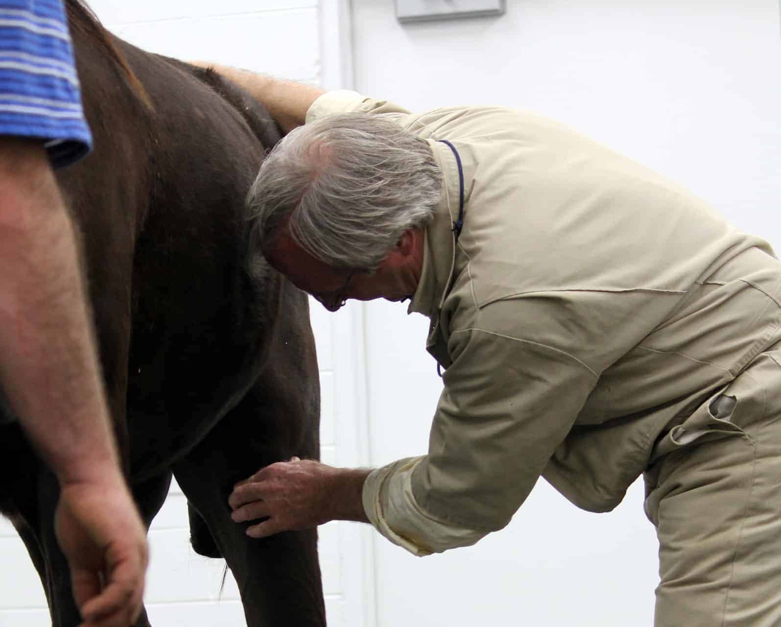 New Treatments for Upward Fixation of the Patella Needed – The Horse