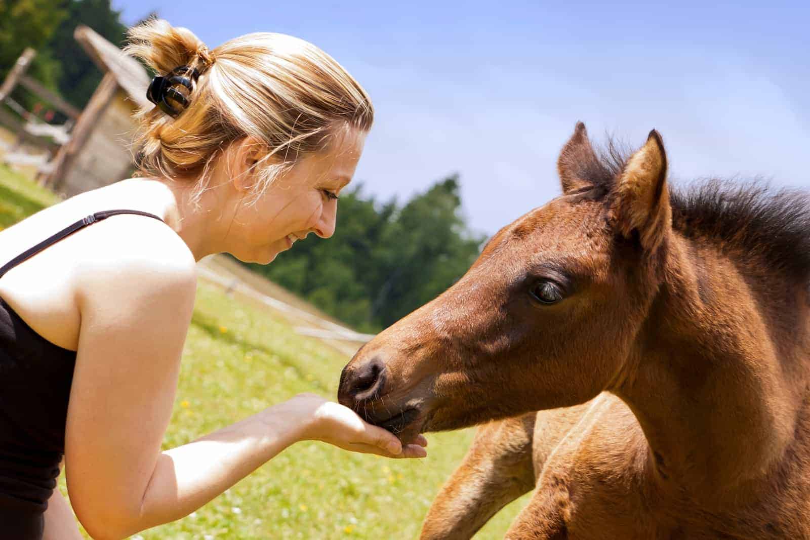 Study: Dams Shape Foals' Relationships With Humans – The Horse