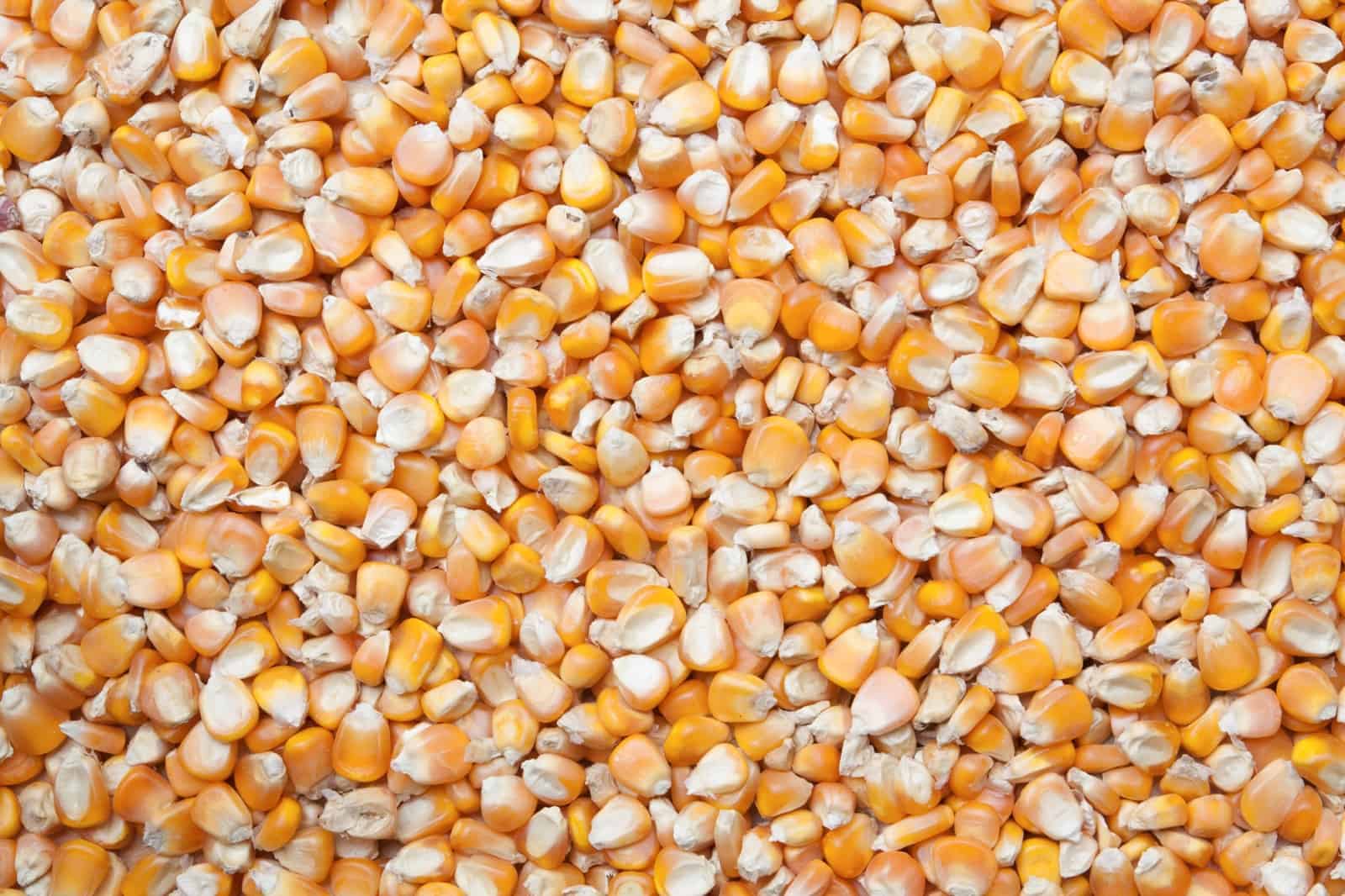 Corn in Horse Feed: Good or Bad? – The Horse