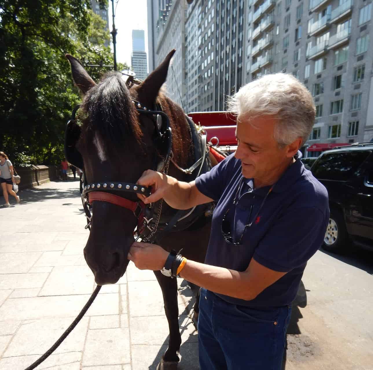 WesternU Researchers Study NYC Carriage Horse Stress Levels – The Horse