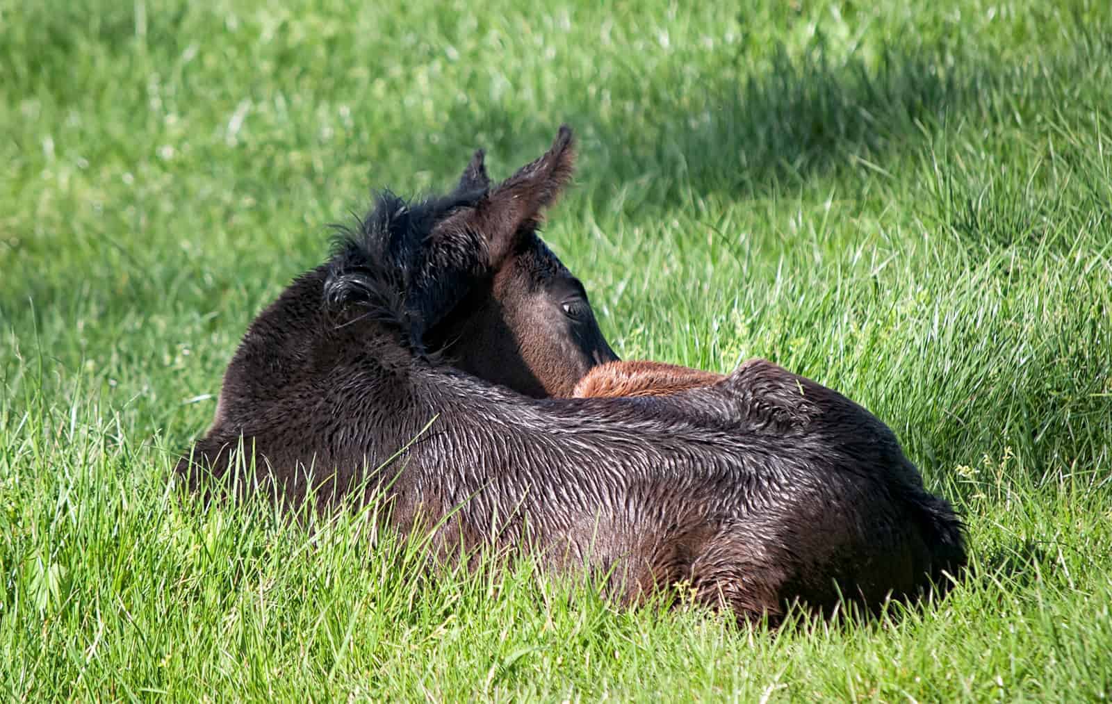Researchers Review Gastrocnemius Muscle Rupture in Foals – The Horse