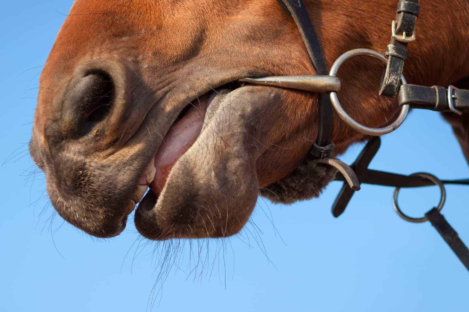 Researchers Study Bit-Induced Trauma – The Horse