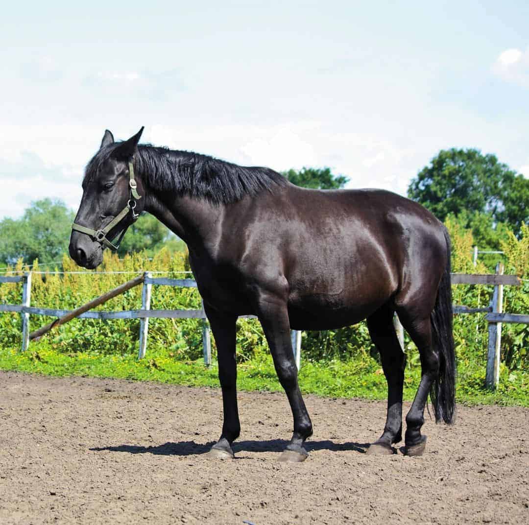 Hoof Care for EMS Horses – The Horse