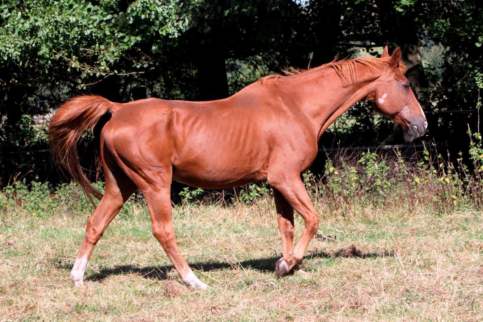 Superficial Digital Flexor Tendon Rupture in Older Horses – The Horse