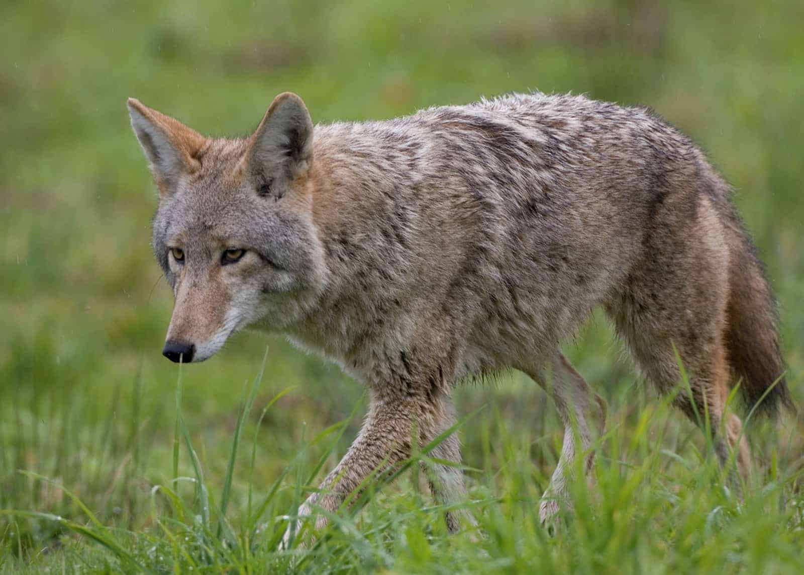 Coyotes Blamed for Michigan Horse's Death – The Horse
