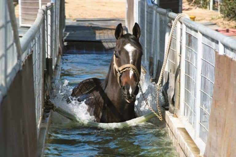 Hydrotherapy to Rehabilitate and Condition Horses – The Horse