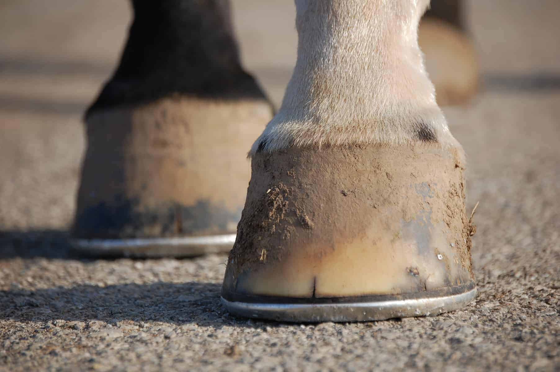 Biomechanics and Hoof Problems, Treatment (AAEP 2012) – The Horse