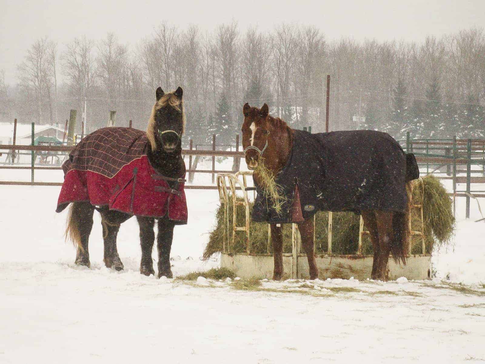 Cold Weather Tips for Horse Owners – The Horse