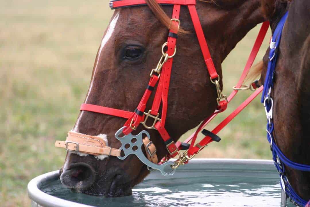 Avoiding Dehydration in Sport Horses During Summer – The Horse