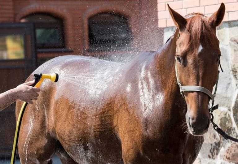 6 Myths About Cooling Horses in Hot Weather – The Horse