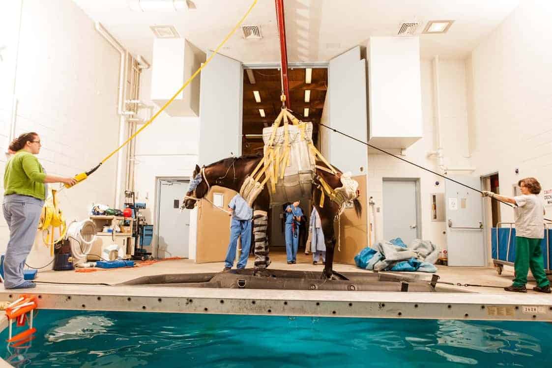 Richardson to Speak on Pool Recovery System During Lecture – The Horse