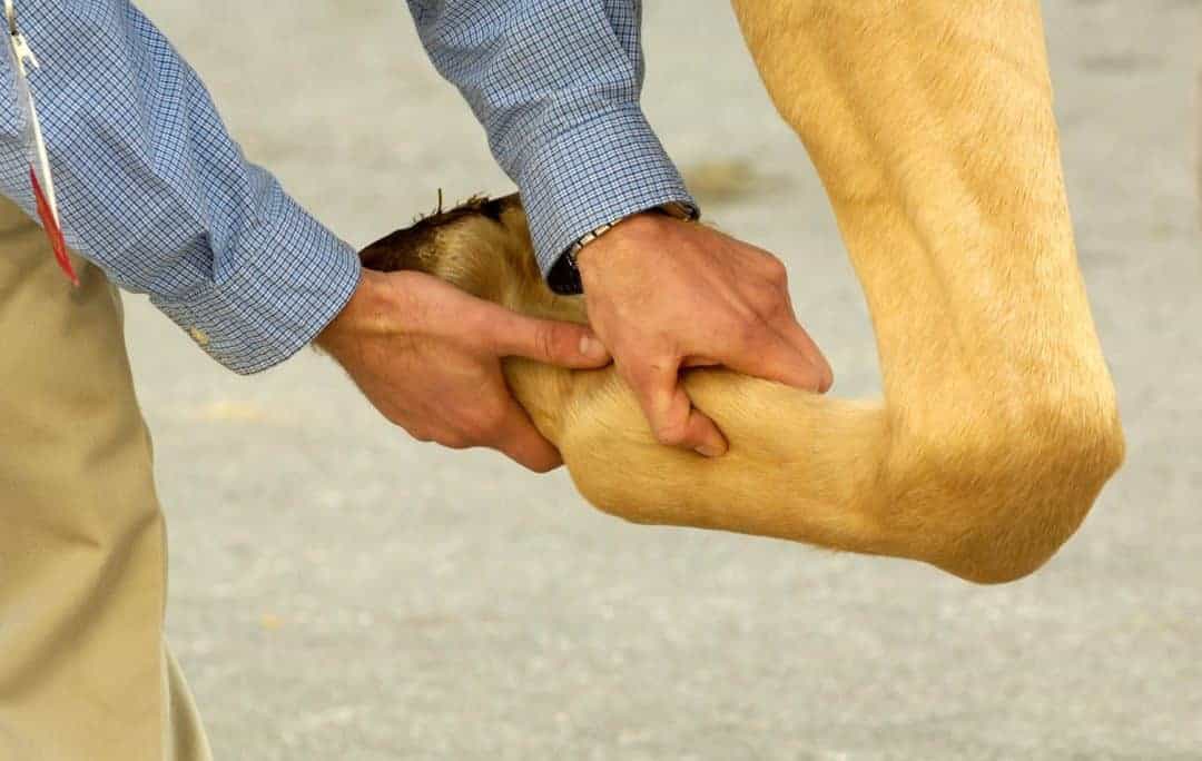 Sidelined: 4 Common Injuries in Western Performance Horses – The Horse