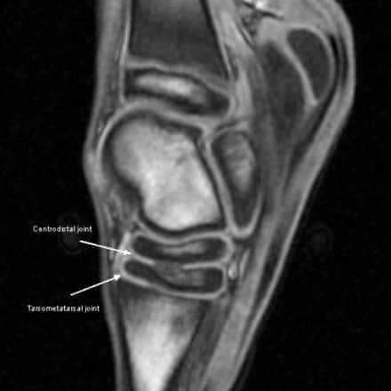 Diagnosing Equine Hock Joint Problems – The Horse