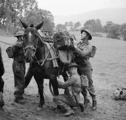 American Horses, Mules Joined Soldiers in WWI – The Horse