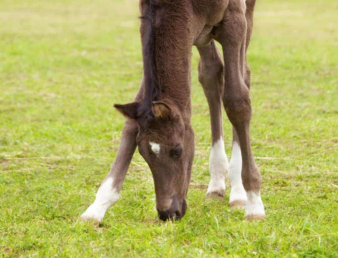 Small Feet, Big Responsibility: Hoof Care for Foals – The Horse