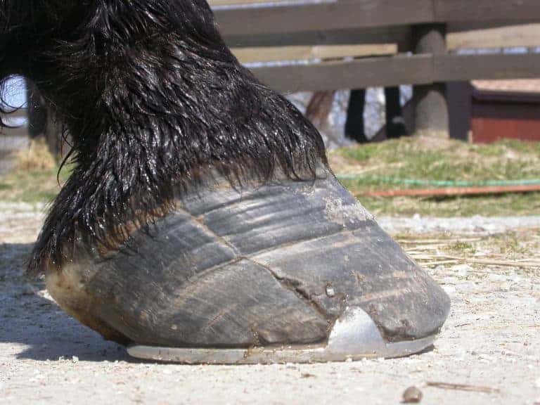 Understanding and Managing Quarter Cracks in Horses – The Horse