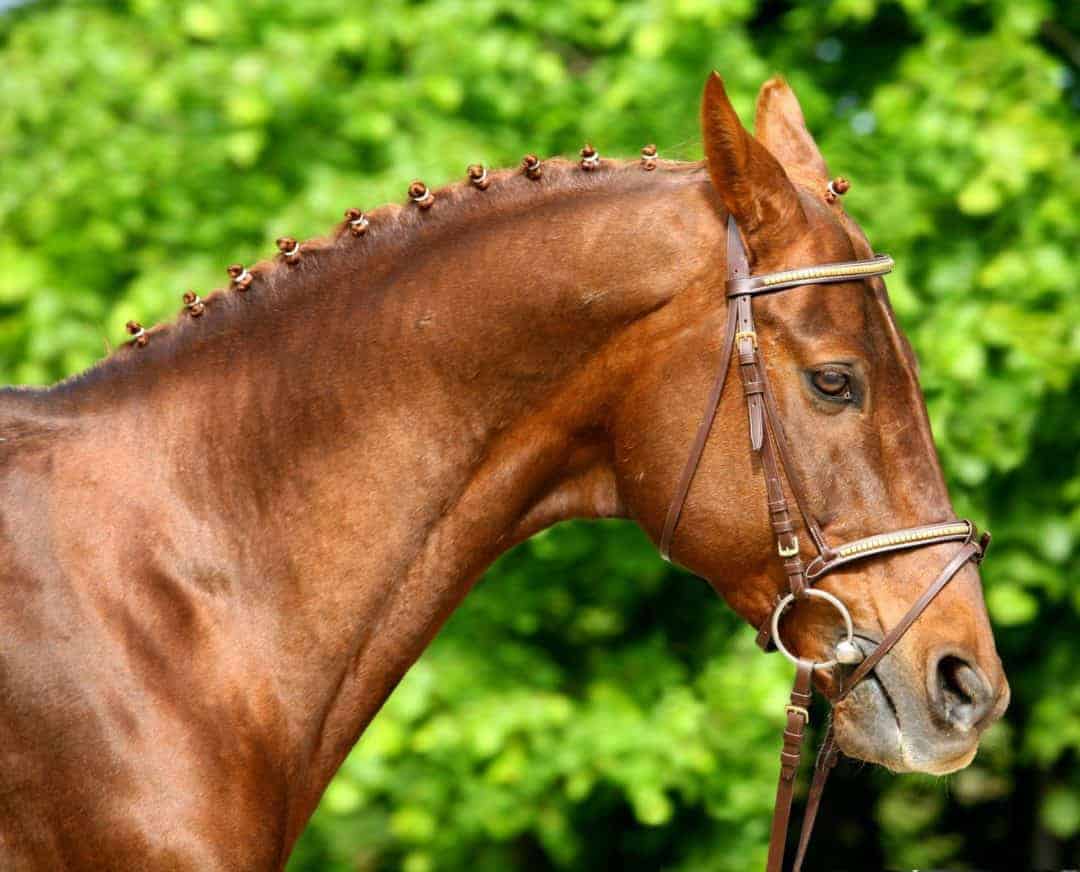 Understanding Equine Hindgut Health – The Horse