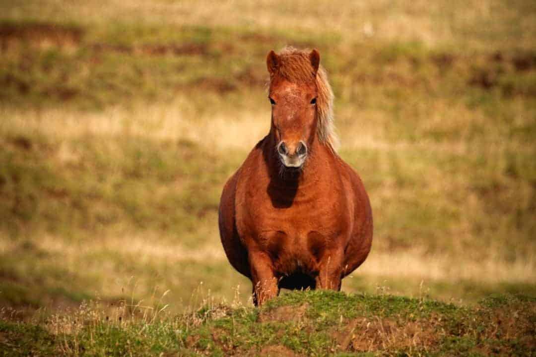 How to Reduce Early Embryonic Loss in Horses – The Horse