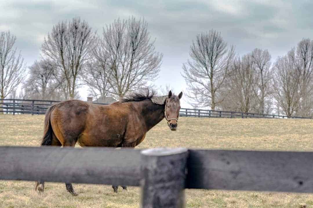 Using Gram Stains to Guide Endometritis Treatment in Broodmares – The Horse