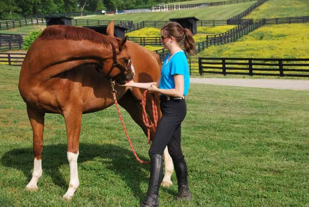 The Road to Recovery: Rehabilitating Horses With Lower-Limb Injuries ...