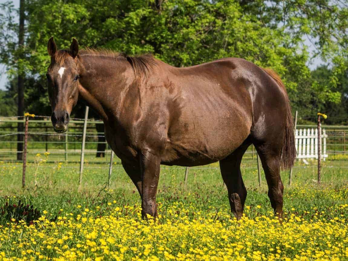 What is a Caslick and Why Do Some Mares Get Them? – The Horse