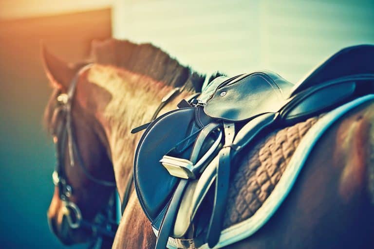 Horse Topline-Building Tips – The Horse