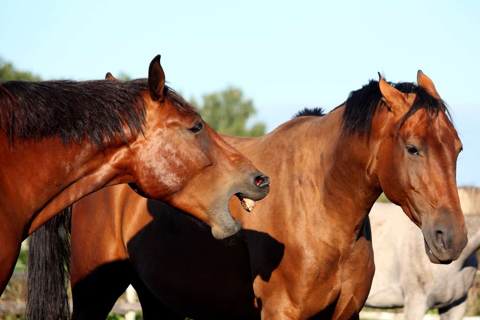 What's in a Horse's Yawn? – The Horse