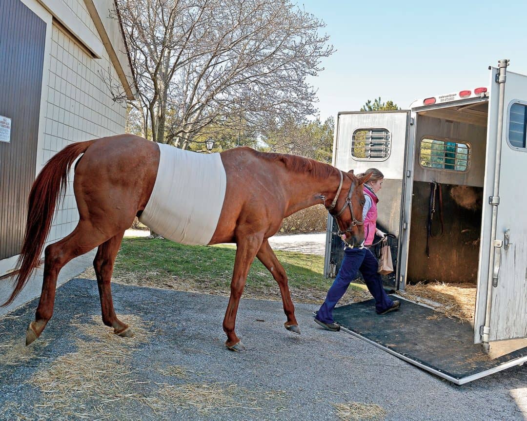 Preventing Gastric Ulcers After Colic Surgery – The Horse