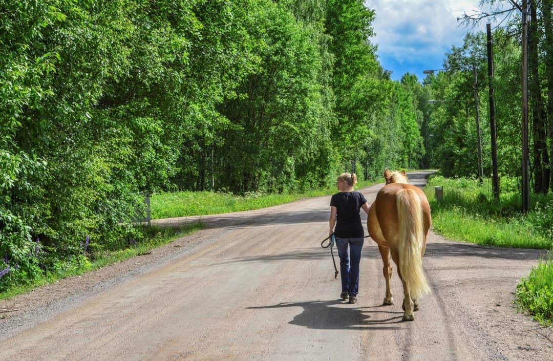 Financial Constraints and Equine Euthanasia – The Horse