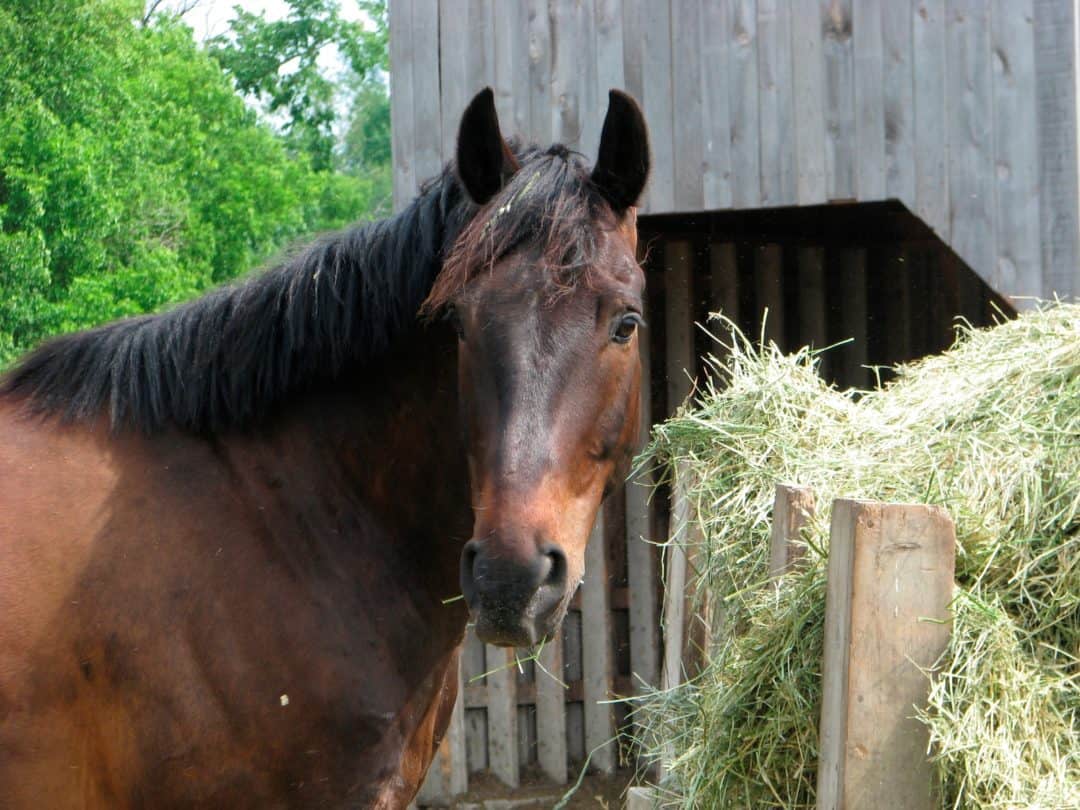 How to Transition Your Horse to a Forage-Only Diet – The Horse