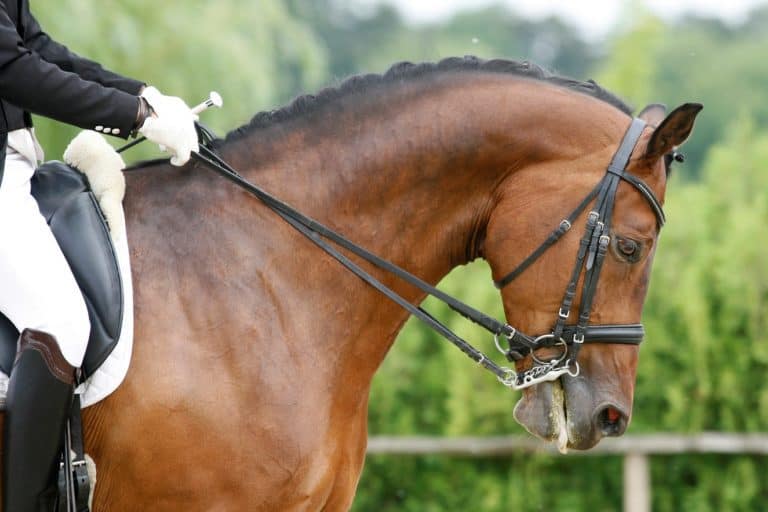 Can Dressage Cause Neck and Back Pain? – The Horse