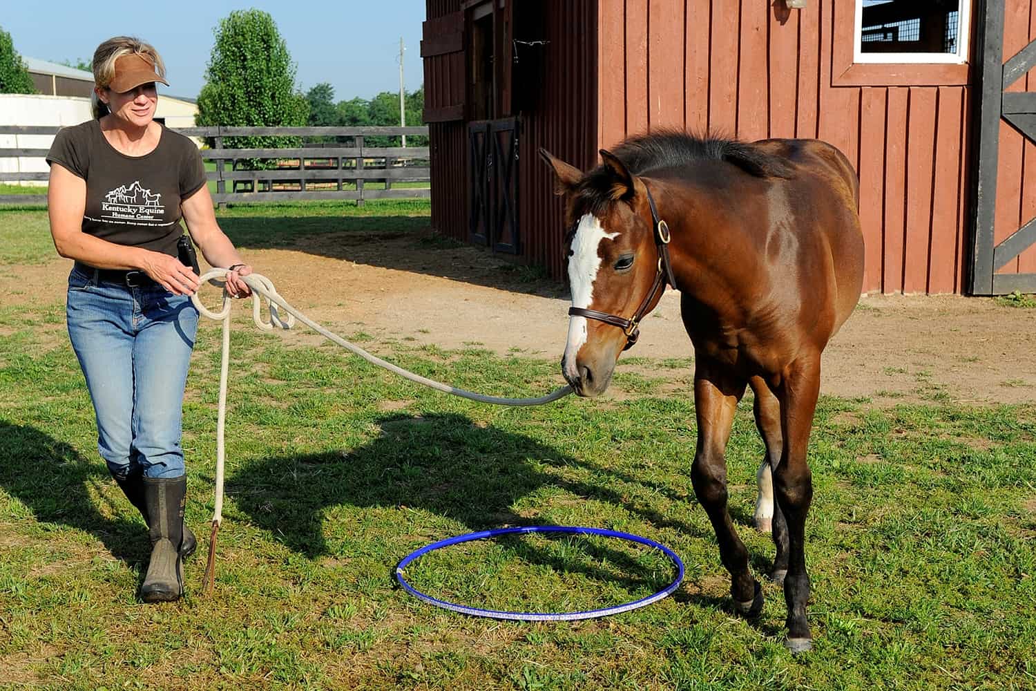 Study: Young Foals can Learn Basic Handling Skills – The Horse