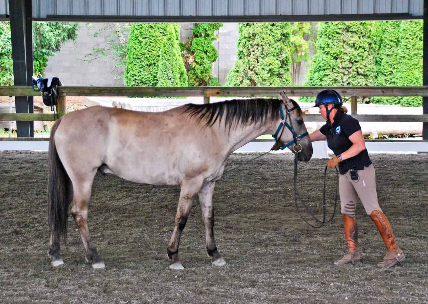 Study Pans Equestrians' Understanding of Learning Theory – The Horse