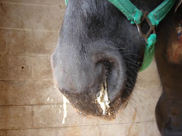 Strangles in Your Stables: Do’s and Don’ts – The Horse