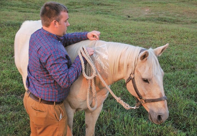 HERDA: 20 Years Later – The Horse