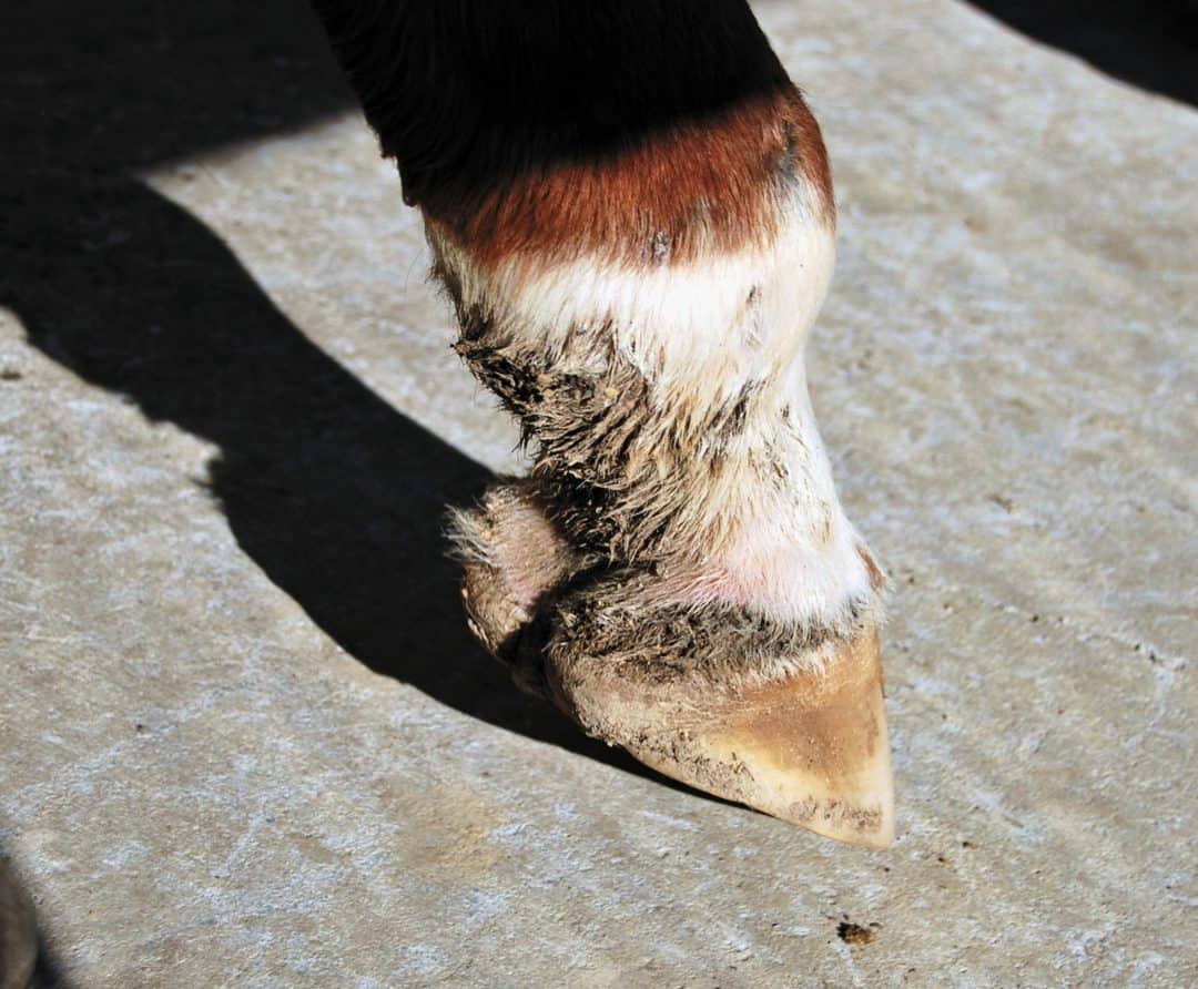 Getting a Handle on Scratches in Horses – The Horse