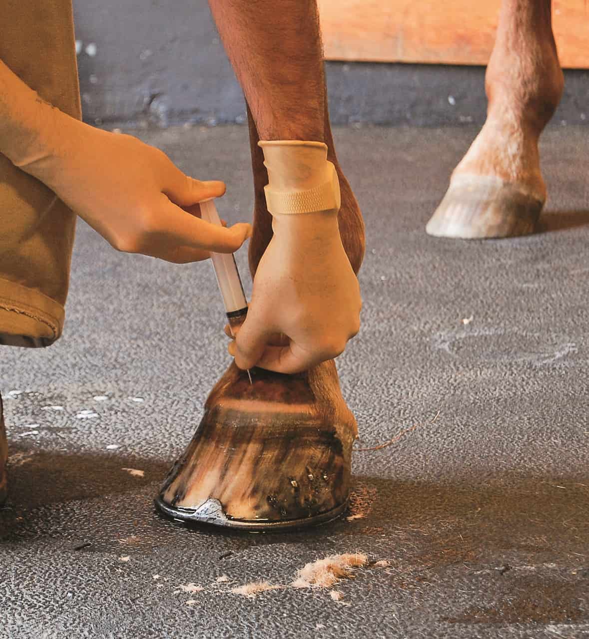 Considering Tissue Types When Treating Equine Joint Disease – The Horse