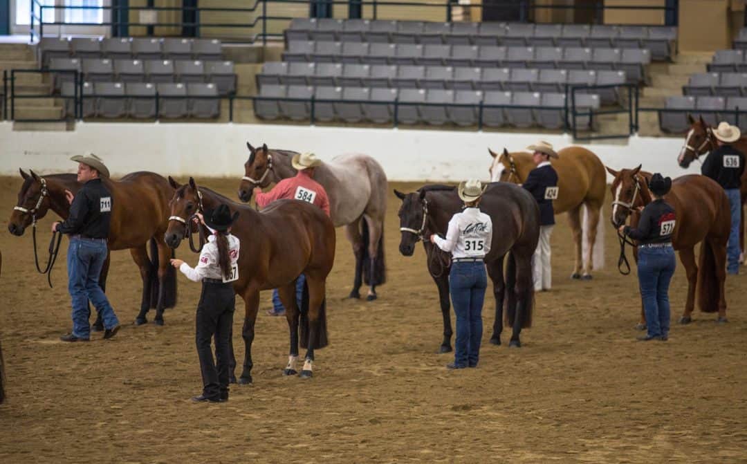 Nutrition for Show Horses – The Horse