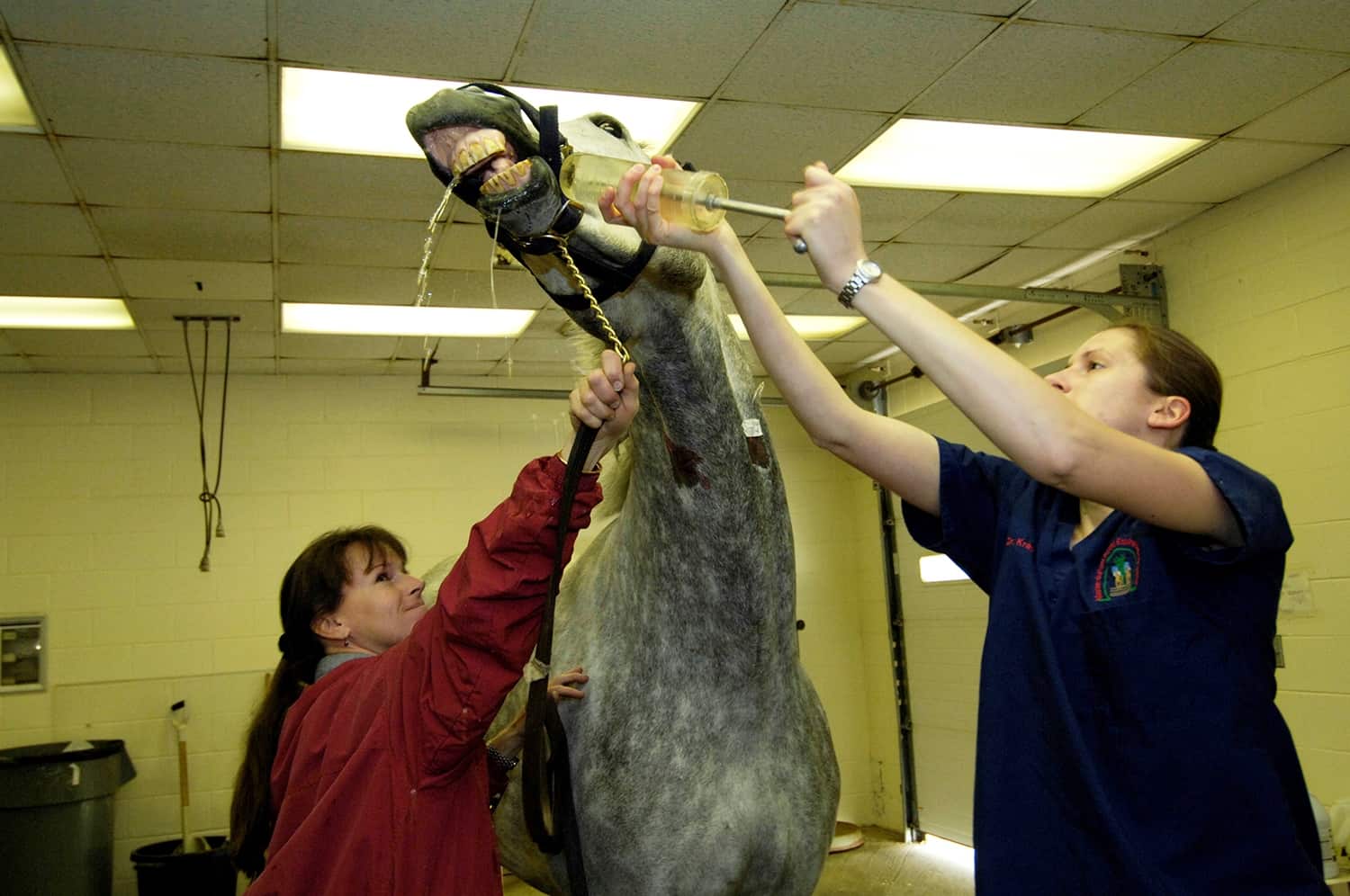 Spotting the Problem Patient – The Horse