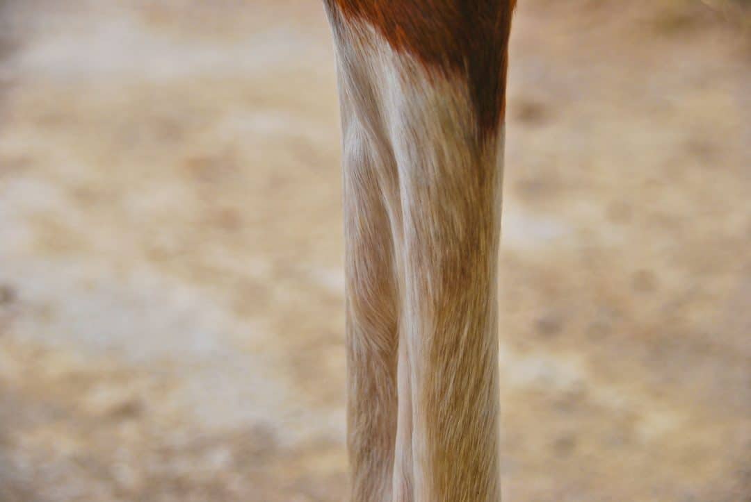 Diagnosing and Treating Splints – The Horse