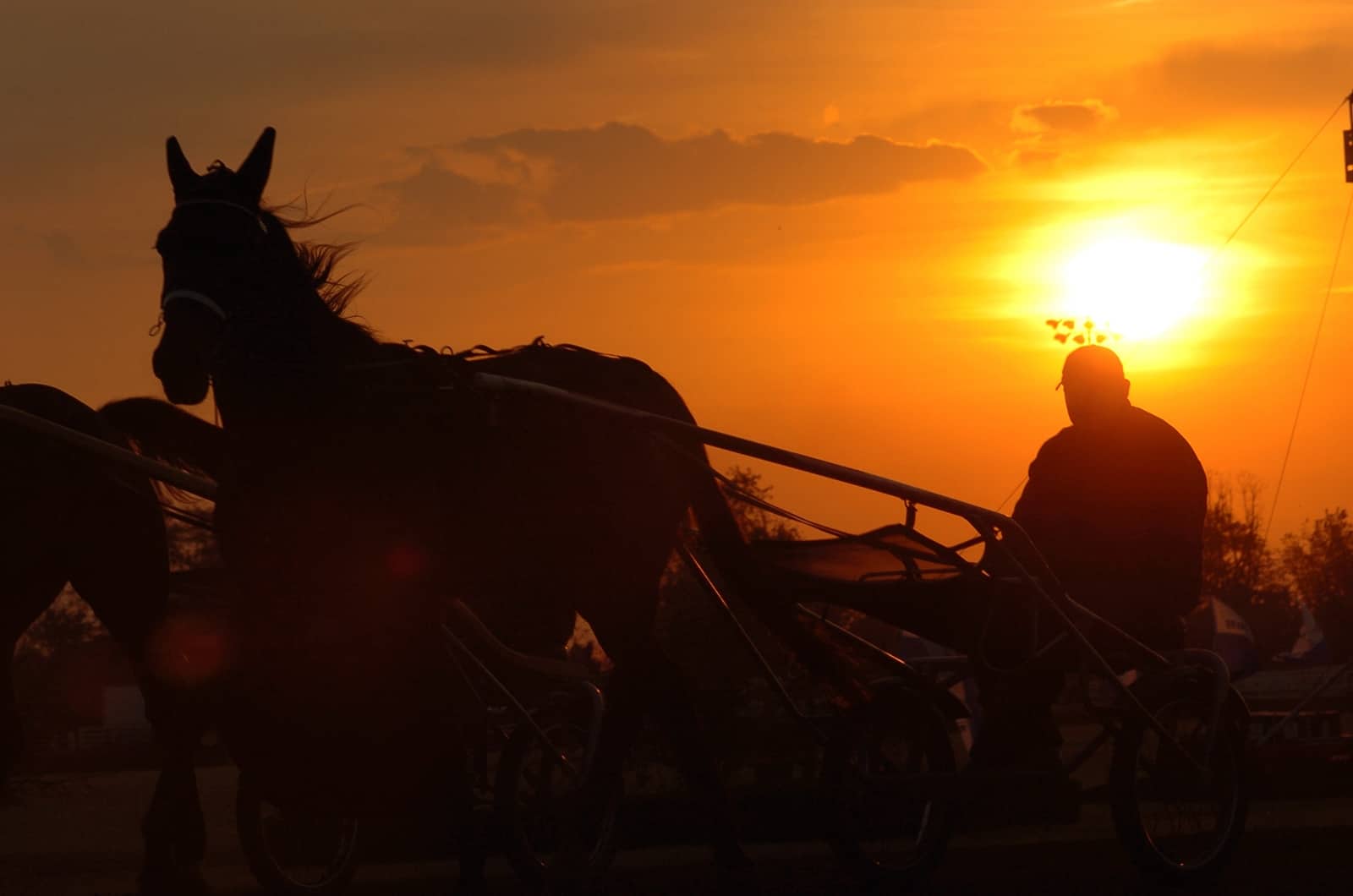 Whips Banned in Australian Harness Racing – The Horse